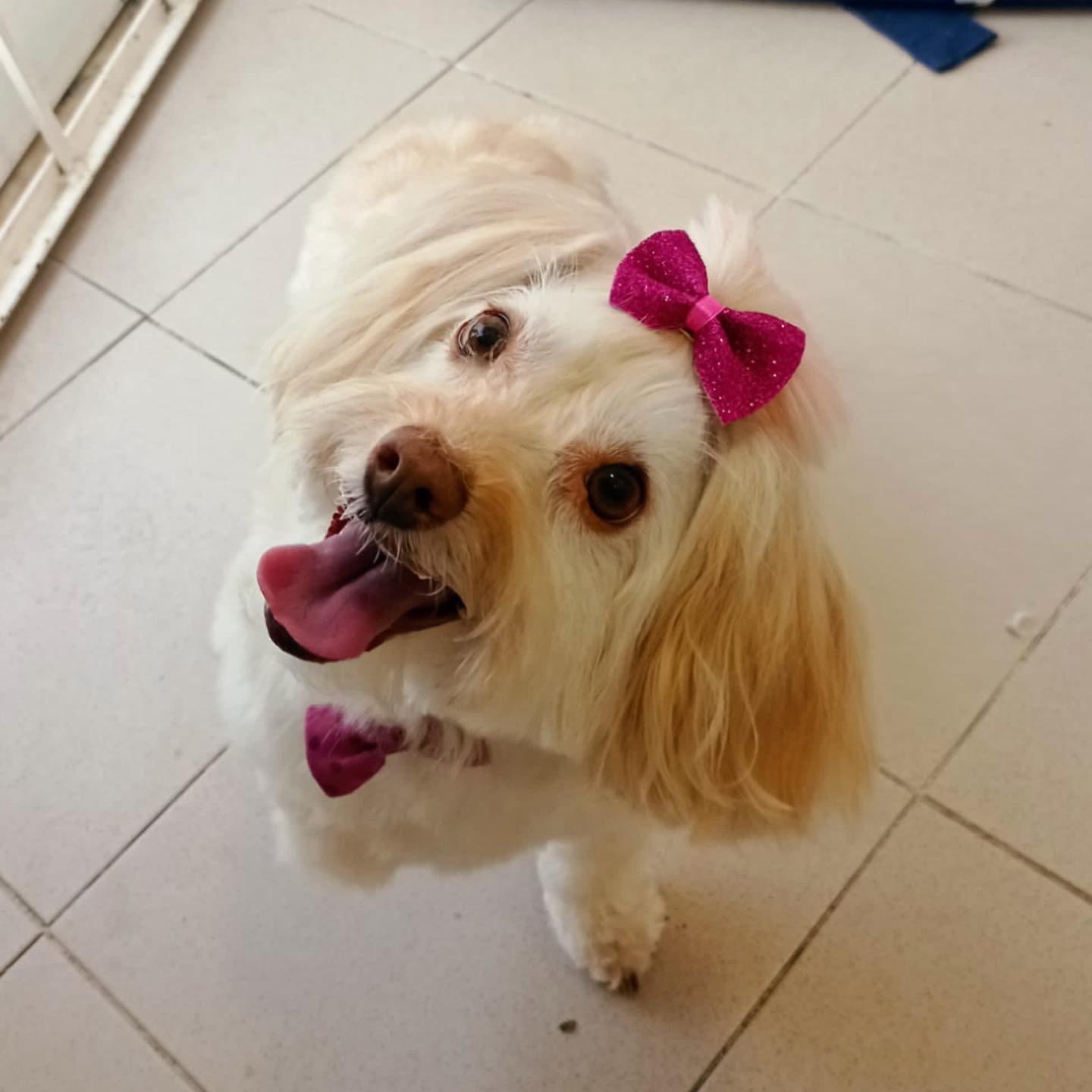 Serviços – Batuca Vet
